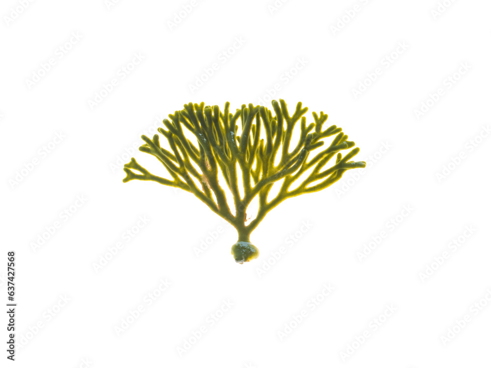 Velvet horn or codium tomentosum seaweed isolated transparent png ...