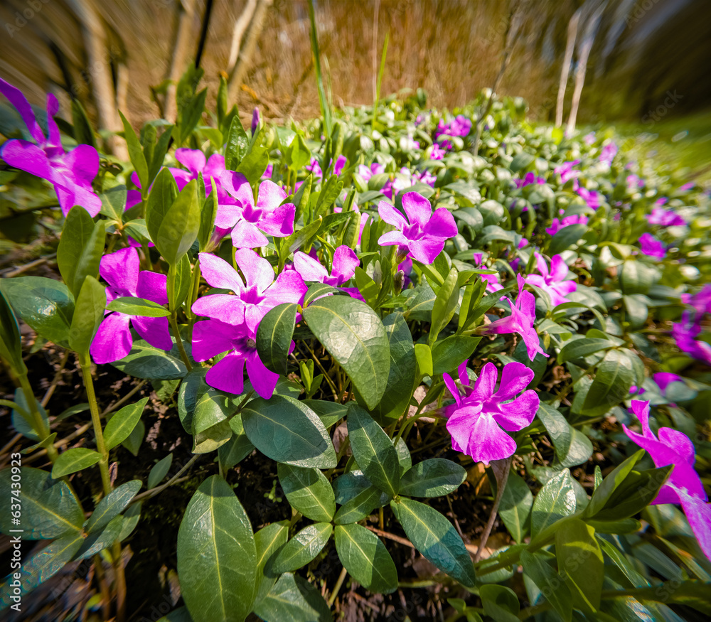Blooming of violet Phlox subulata (creeping phlox) flowers. Nice spring ...