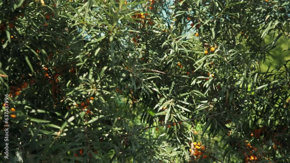 Natural wild Sea buckthorn bush. Buckthorn berries on the bush. big ...