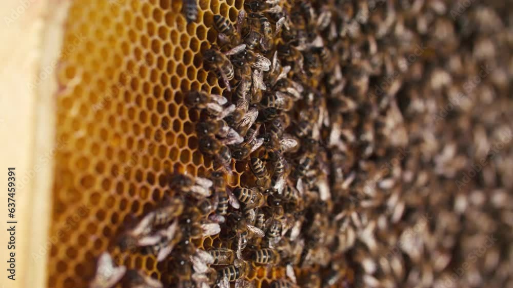Close-up of bees making producing healthy honey in beehive honeycombs ...