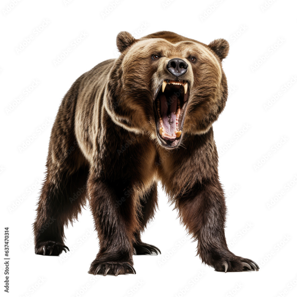 a growling grizzly bear, front view in an isolated and transparent PNG ...