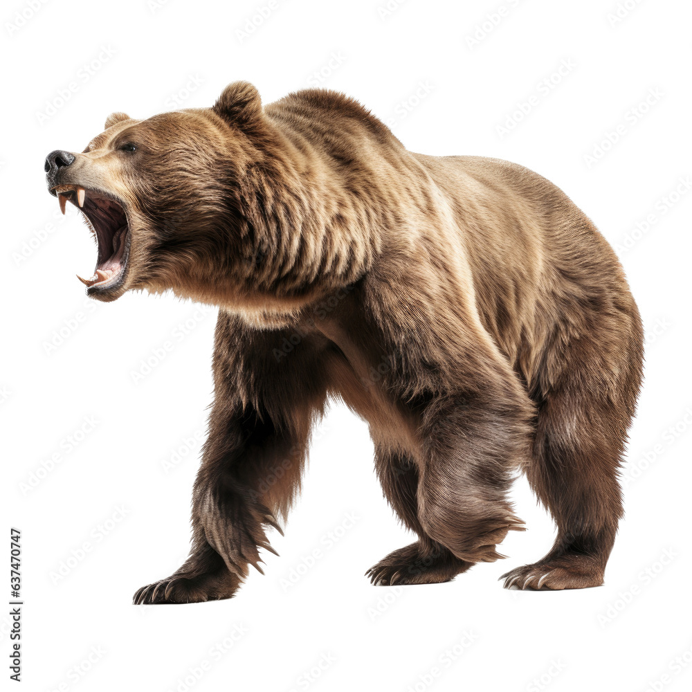 a Grizzly bear full body in an aggressive stance, 3/4 view in a ...