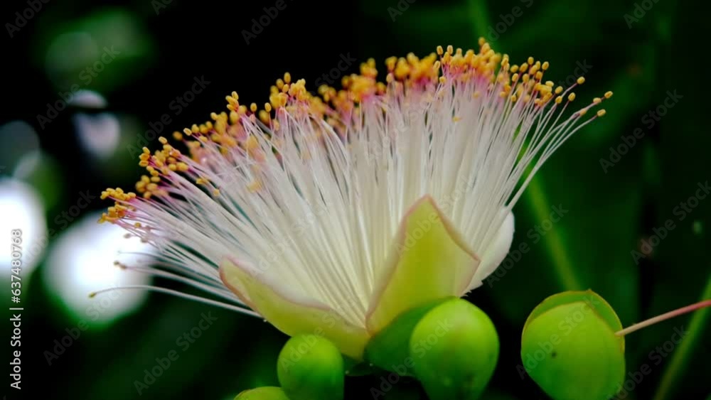 Albizia lebbeck, siris tree from mimosa family, common in India, Burma ...