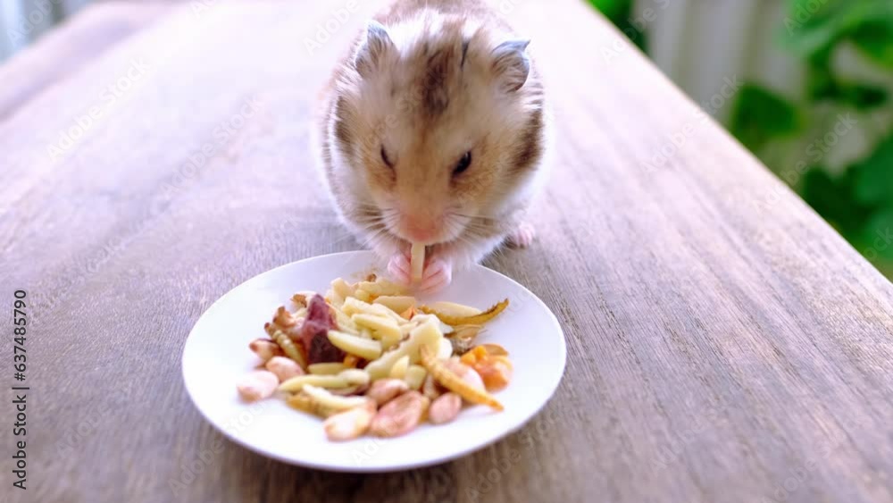 close up portrait of beautiful brown domestic cute hamster eating ...