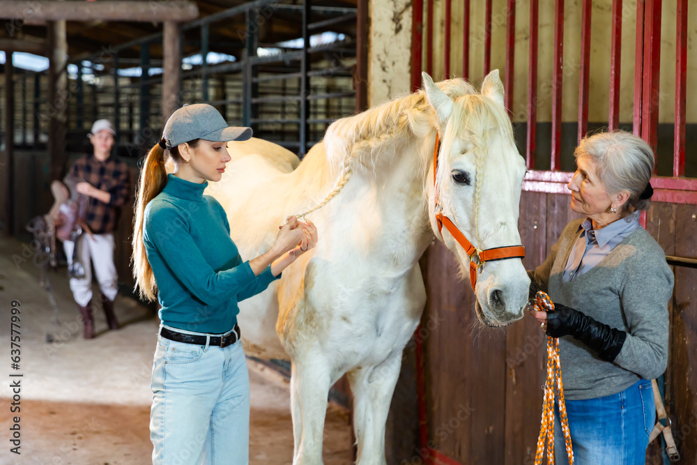 Women weaving braids on the mane of a white horse in the stable Stock ...