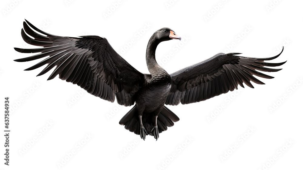 Black swan wings spread 3/4 view in a Wildlife-themed, photorealistic ...