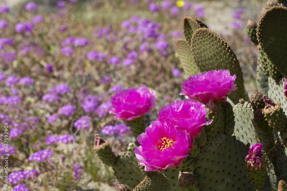 magenta flowers of a beavertail cactus plant, blooming in the Anza ...