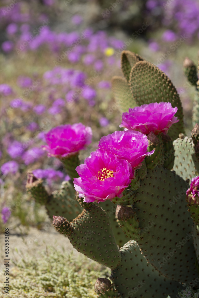 magenta flowers of a beavertail cactus plant, blooming in the Anza ...