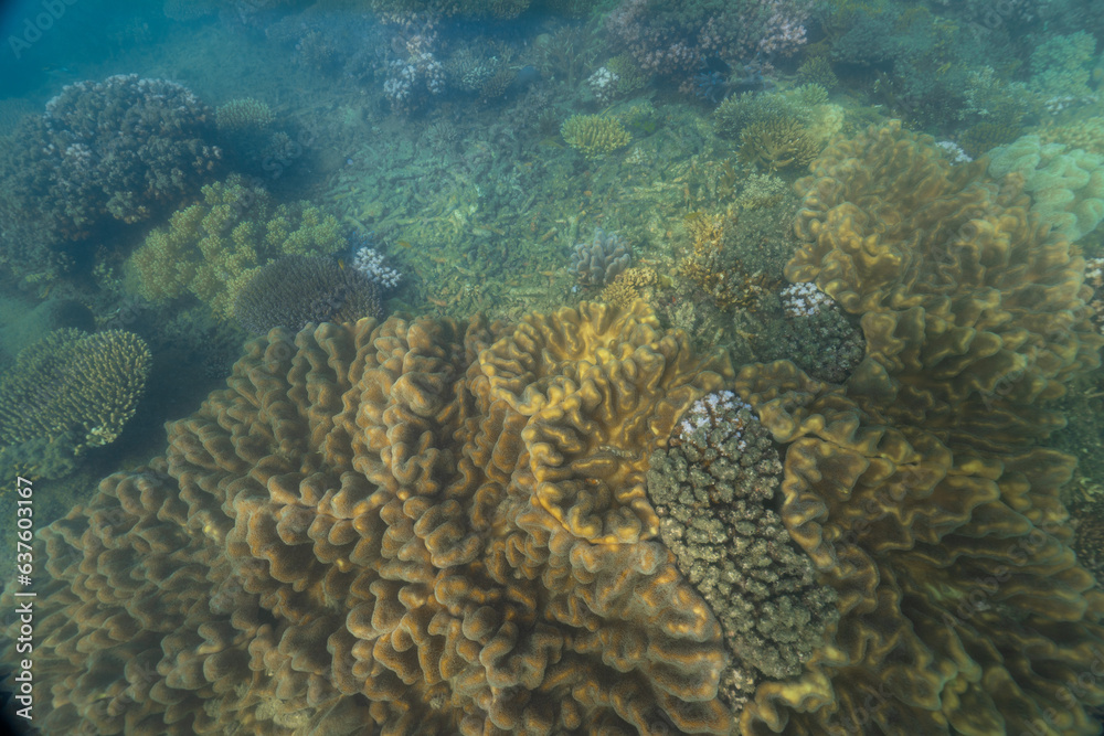 coral reef macro ,texture, abstract marine ecosystem background on a ...