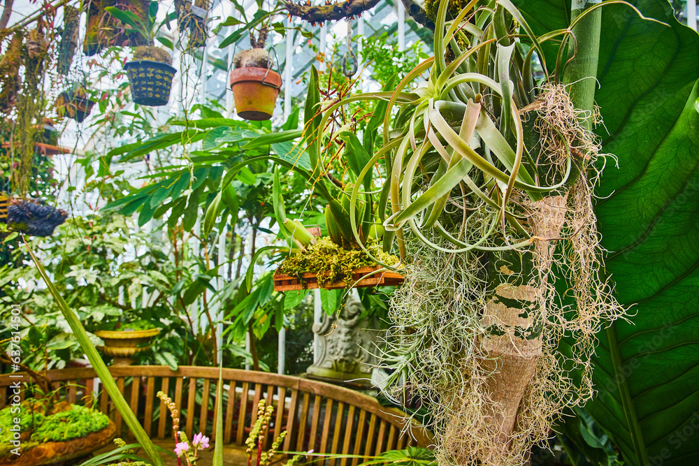 Spindly roots growing off side of tree with hanging plants and ...