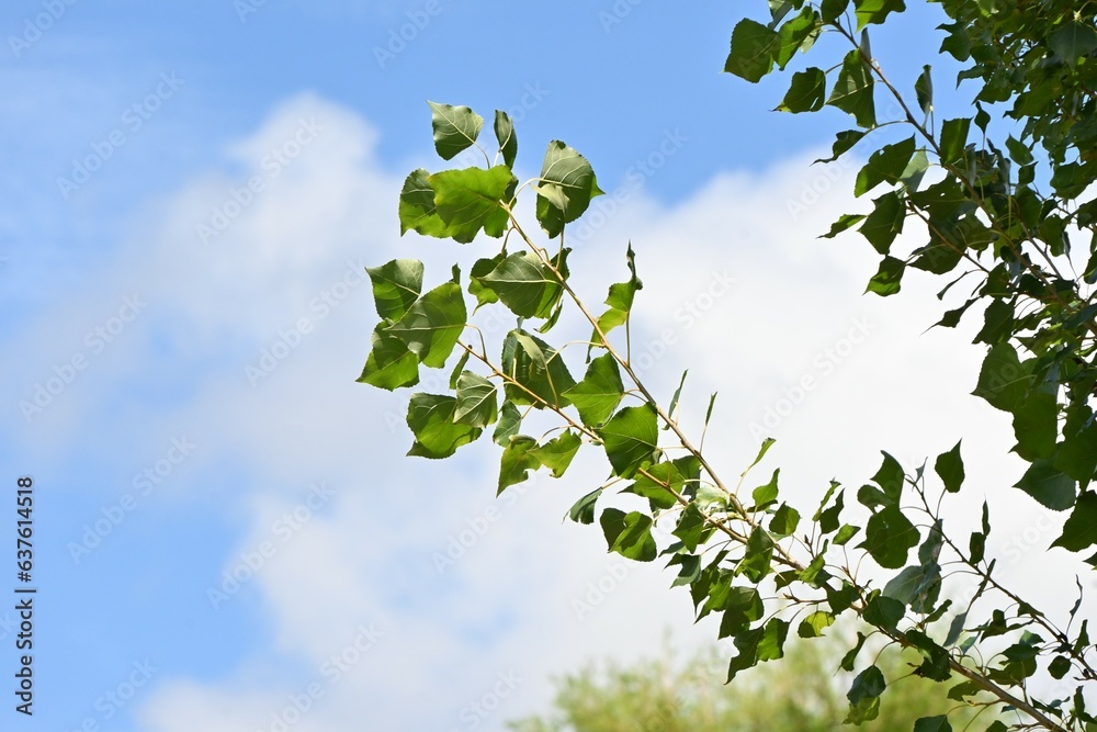 Poplar tree. Salicaceae Dioecious deciduous tree. The autumn leaves and ...