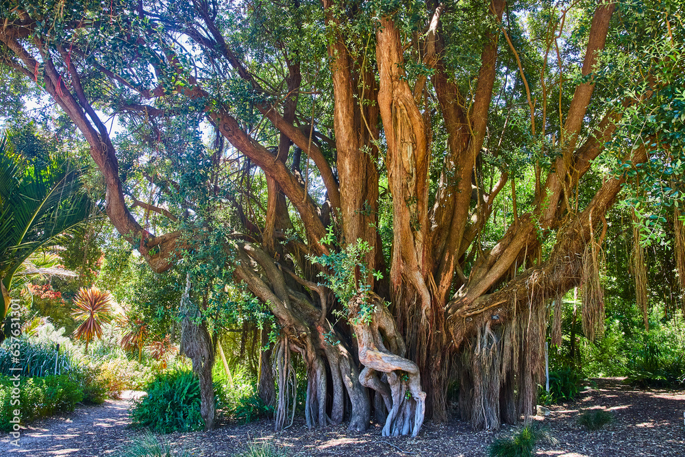 Large tree with trunk like exposed roots and multiple tranches rising ...