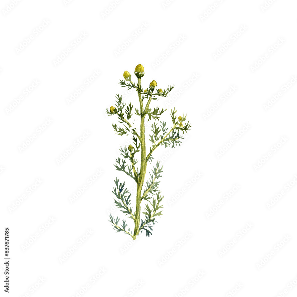 watercolor drawing plant of pineappleweed with leaves and flower ,wild ...
