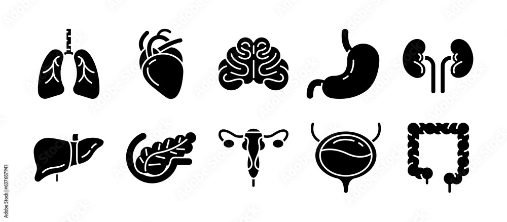 Set of human internal organs icon vector, black silhouette images Stock ...