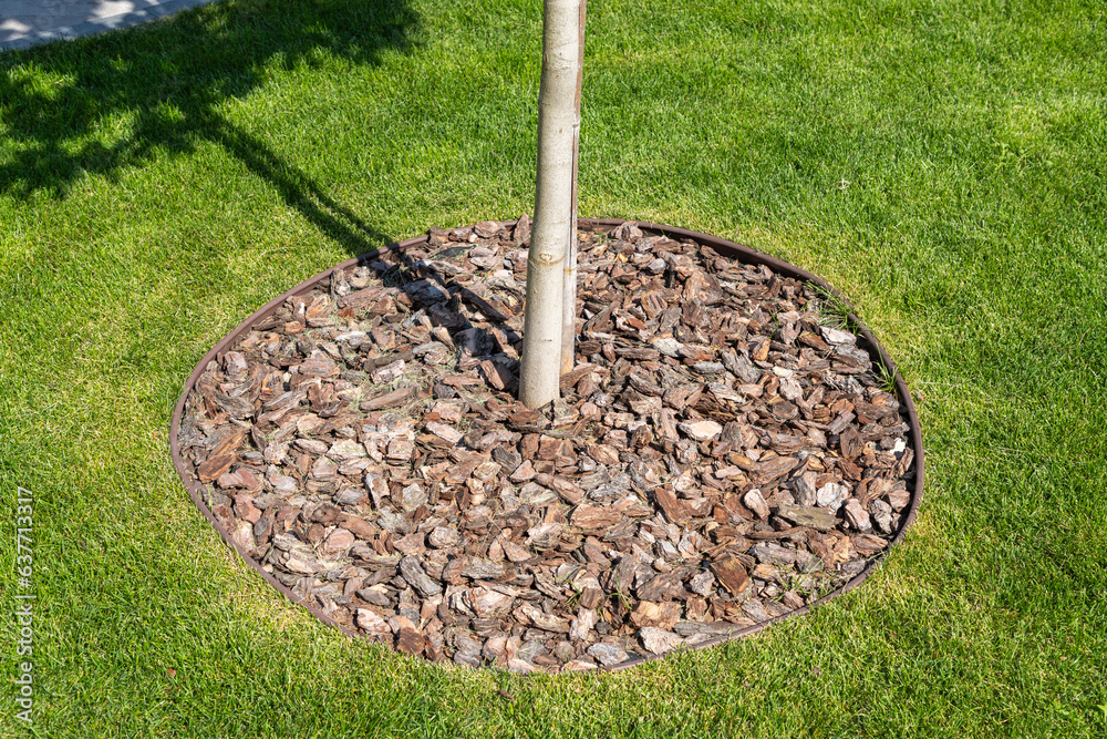 Planting or growing trees with organic mulch trunk-circle on a green ...