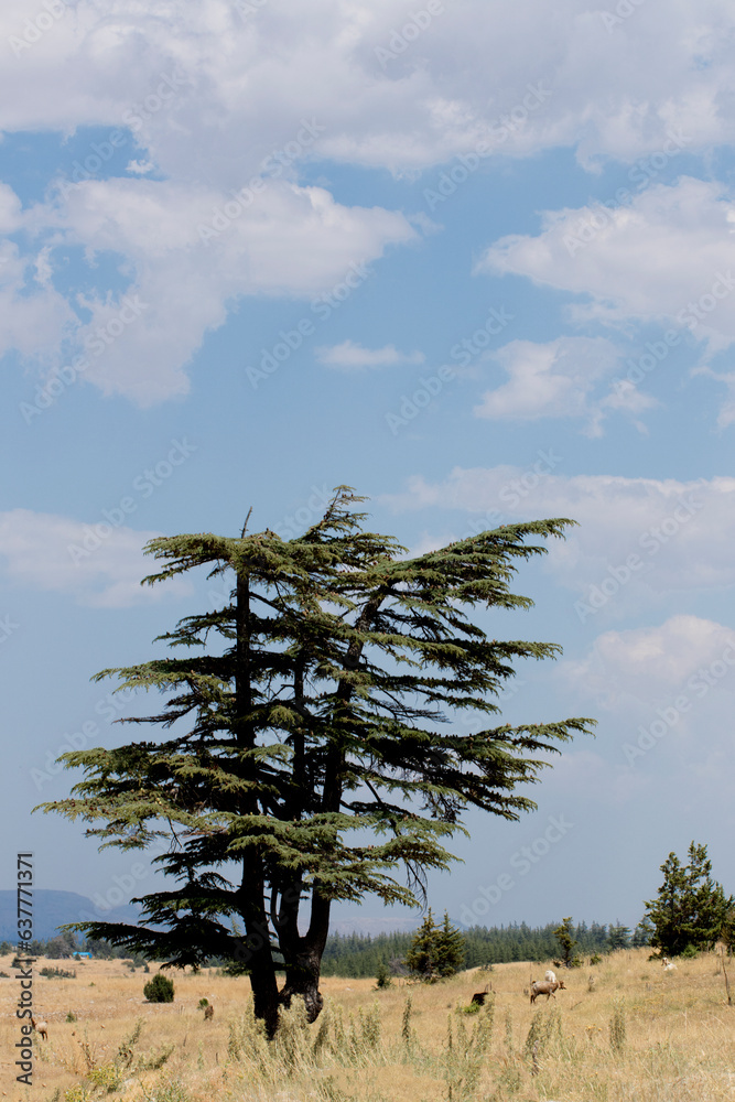 An alone tree of the Taurus cedar, mentioned much in the epic of ...