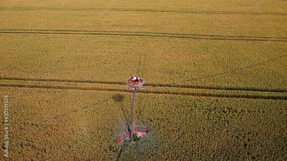 Family of storks in the nest they built on top of pillar Stock Photo ...