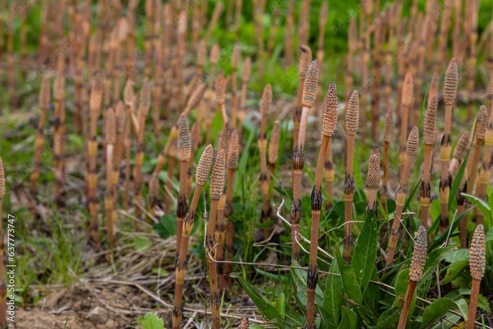 Equisetum arvense, the field horsetail or common horsetail, is an ...