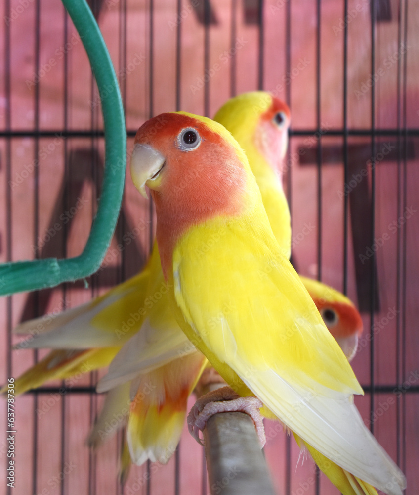 yellow lovebird, lotino lovebird, Rosy-faced Lovebird, Agapornis ...