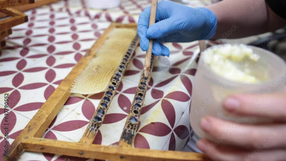 Royal jelly production. Extraction of royal jelly from bee queen cells ...