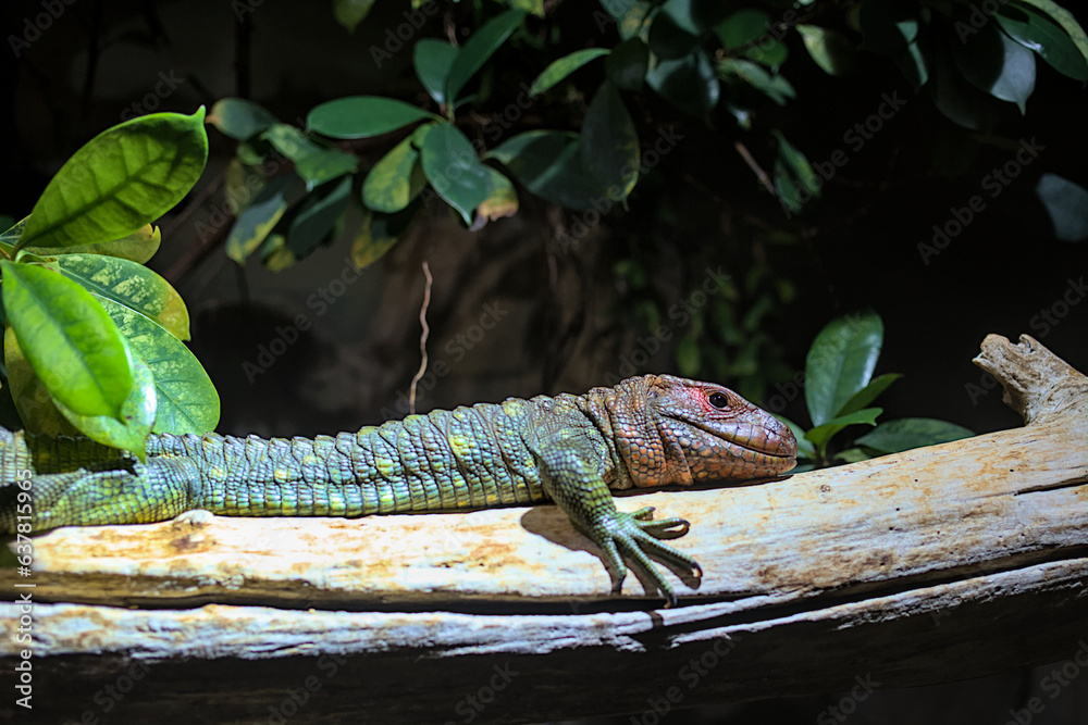 Northern caiman lizard (Dracaena guianensis) resting on a tree branch ...
