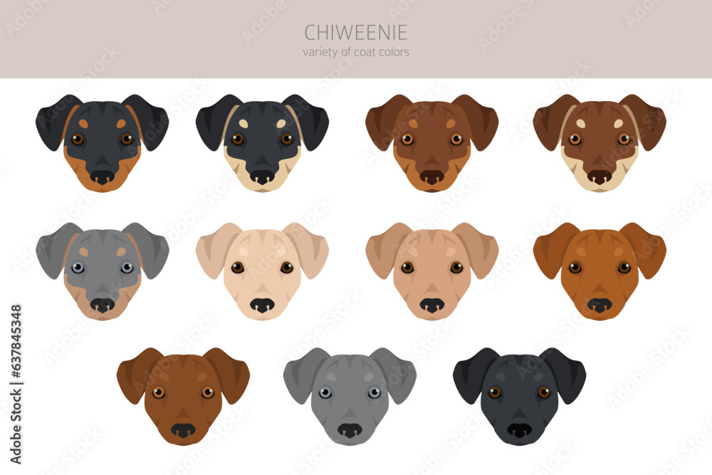 Chiweenie clipart. Chihuahua Dachshund mix. Different coat colors set ...