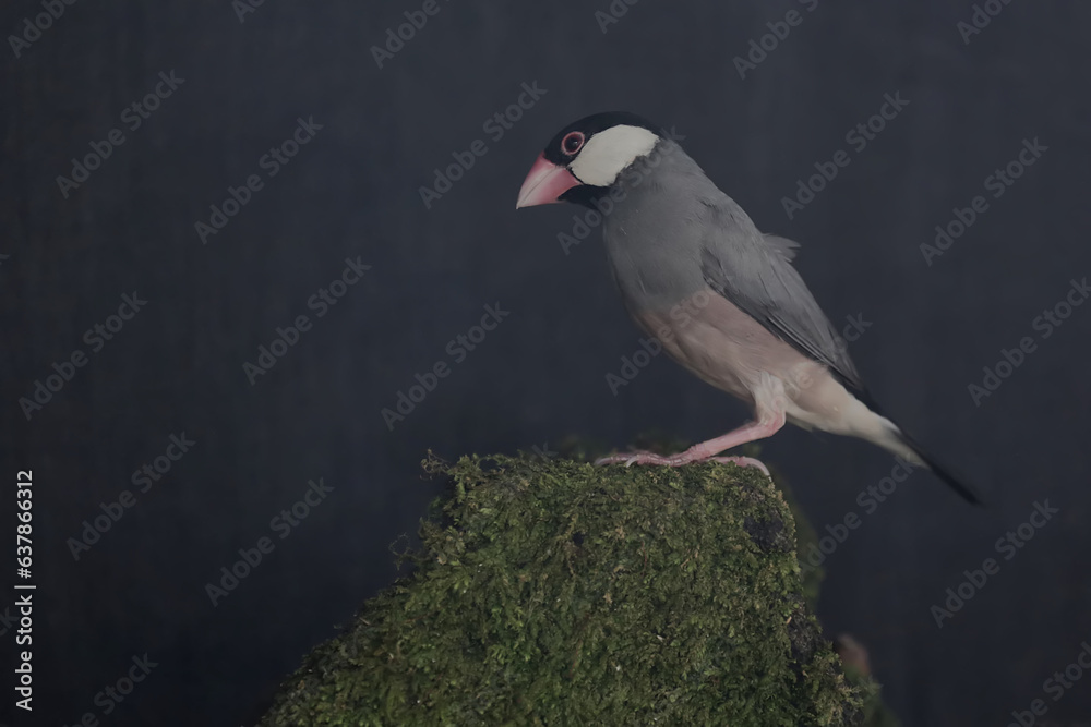 A young Java sparrow is looking for food on a rock overgrown with moss ...