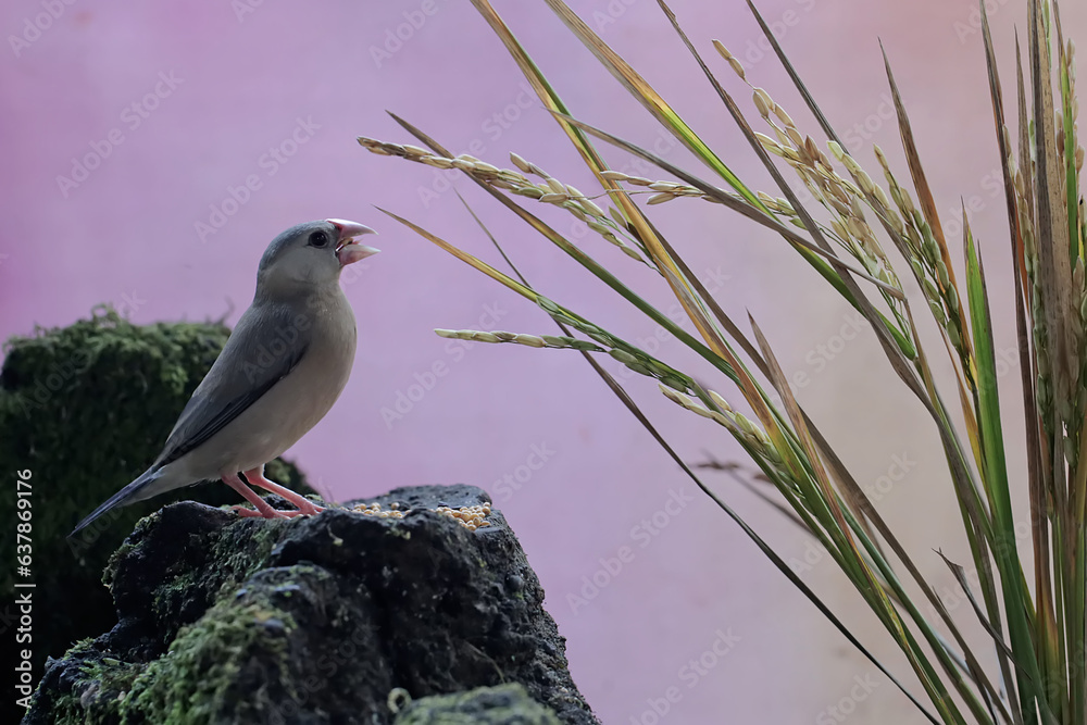 A young Java sparrow eating rice seeds. This beautiful feathered bird ...