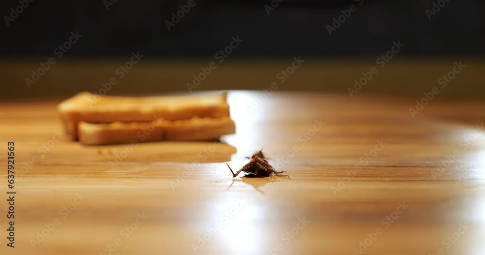 Sticky, peanut butter-stained cockroach lying on its back, wiggling its ...