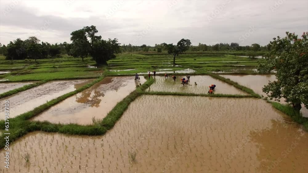 The rice paddy field after transplanted rice seeding by farmers beside ...