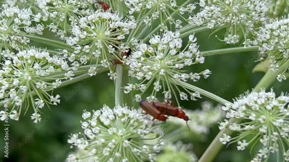 Cow parsley (Anthriscus sylvestris) with mating soldier beetles ...