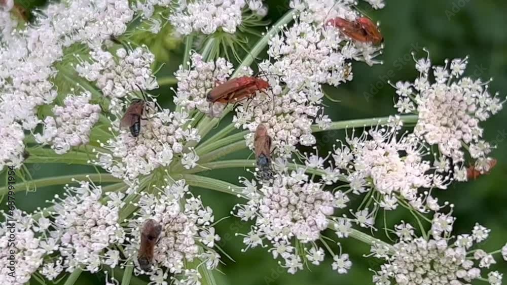 Cow parsley (Anthriscus sylvestris) with mating soldier beetles ...