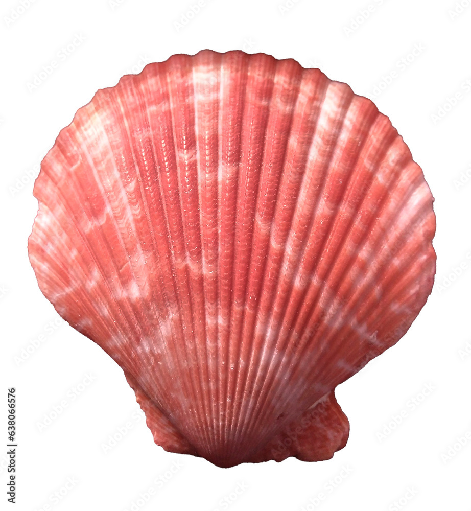 Top view of red scallop seashell isolated on transparent background ...