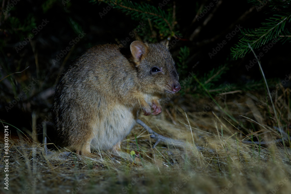Woylie or Brush-tailed bettong - Bettongia penicillata small critically ...