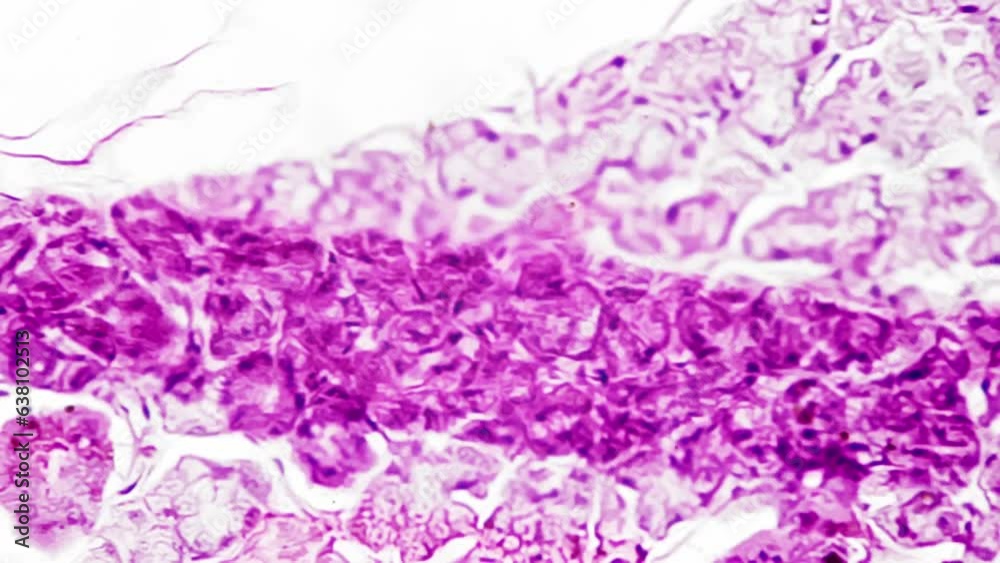 Section of human glandular epithelium at microscopic slide 200x filmed ...