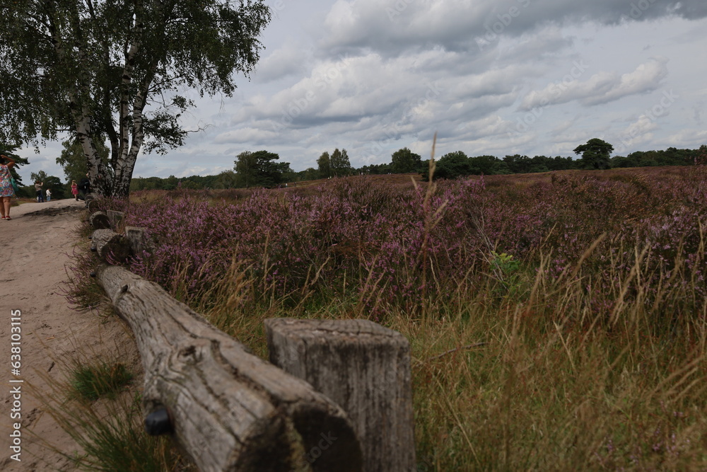 Westrup Heath , near Haltern am See in Germany. Westruper Heide. View ...