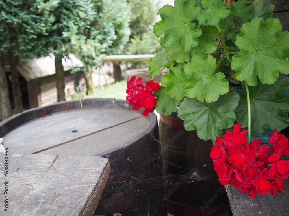 Red zonal geraniums in design. Pelargonium peltatum is species of ...