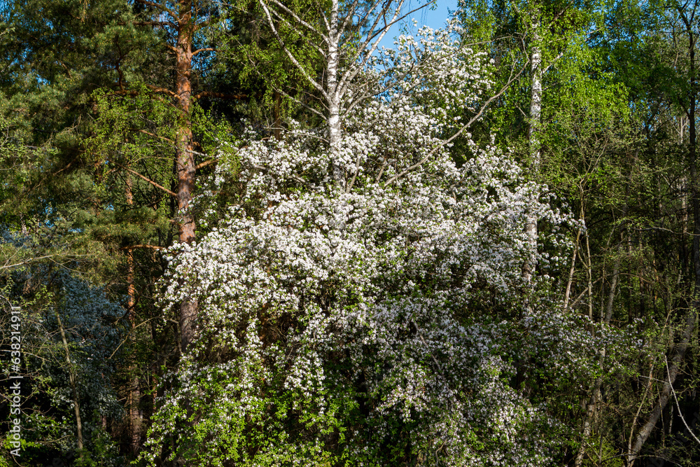 Densely growing trees of different species in the forest Stock Photo ...
