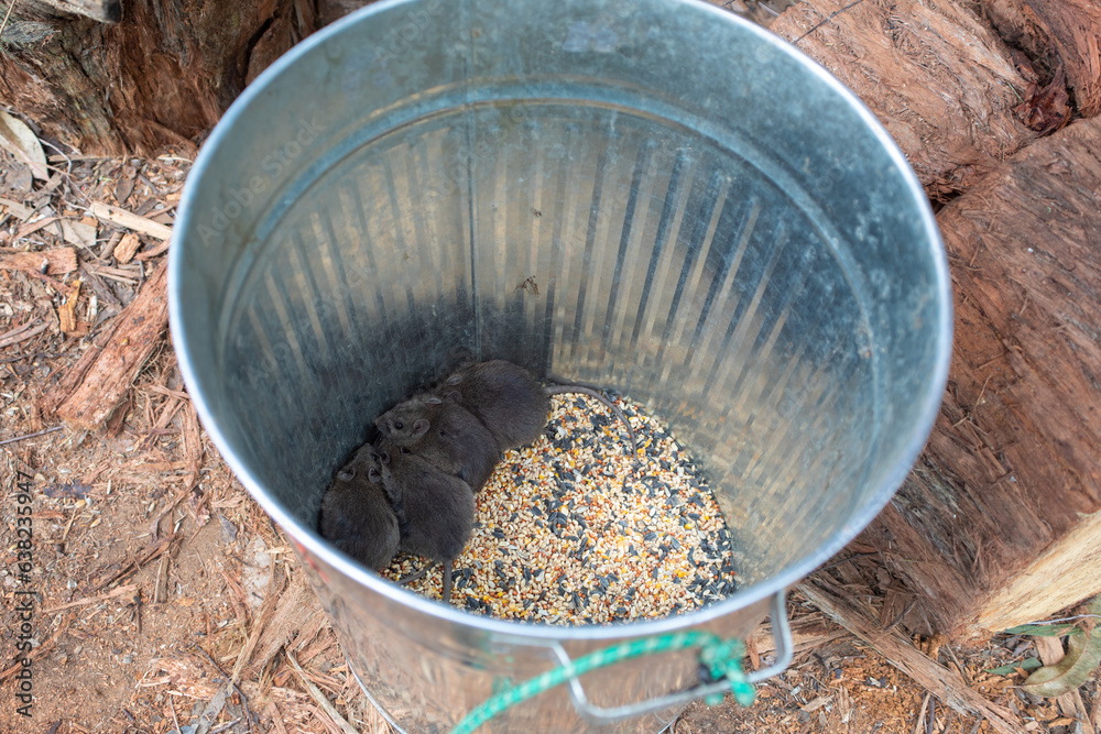 Bush rats, Native Australian animal rattus fuscipes in a feed bin. They ...