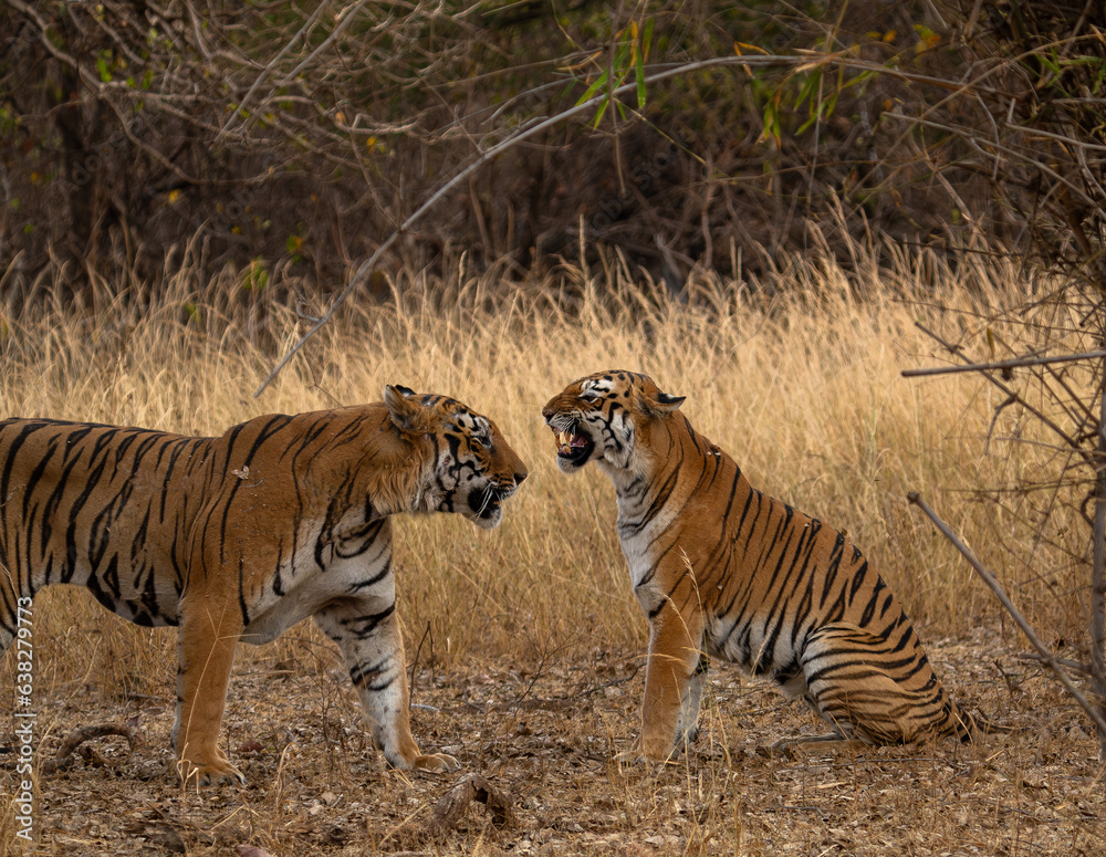Don't You Dare Mating Pair Queen Maya & Rudra of Tadoba Andhari Tiger ...