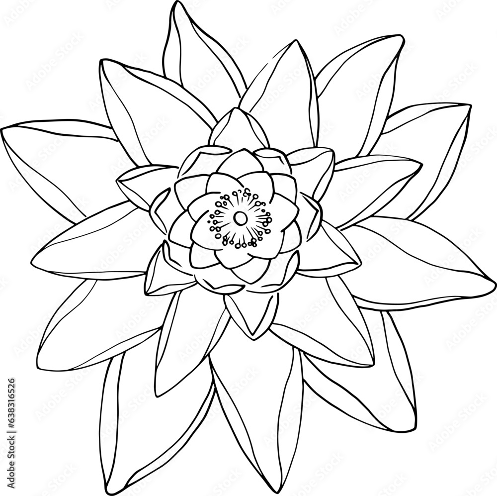Water lily or water lily flower. Linear illustration, top view. Botany ...