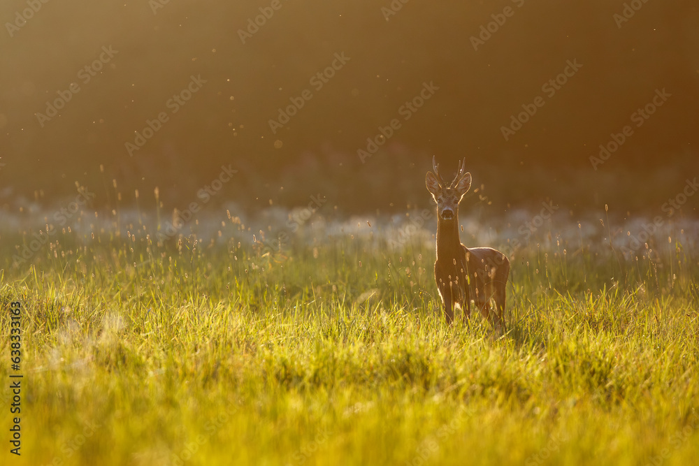 Portrait of roe deer buck facing camera in evening backlight. Roe deer ...