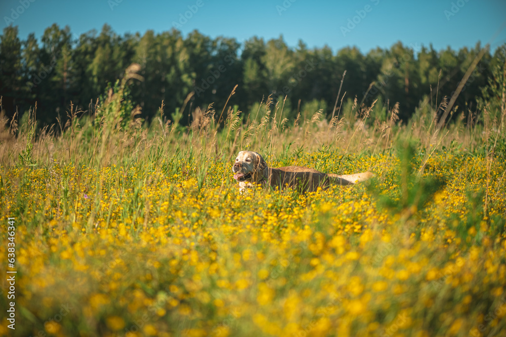 Labrador summer in a field with wildflowers Stock Photo | Adobe Stock