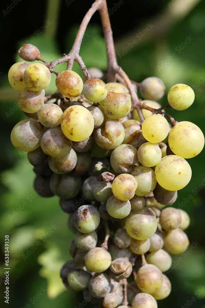 Detail of Powdery mildew or oidium of grapes, Plasmopara viticola ...