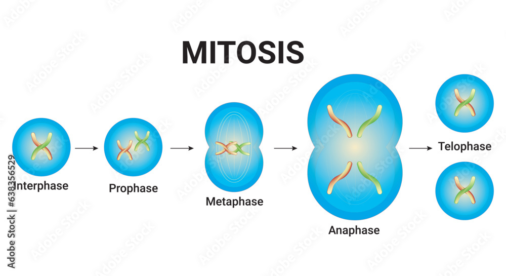 Animal cell Mitosis illustration with chromosomes Vector Design Stock ...