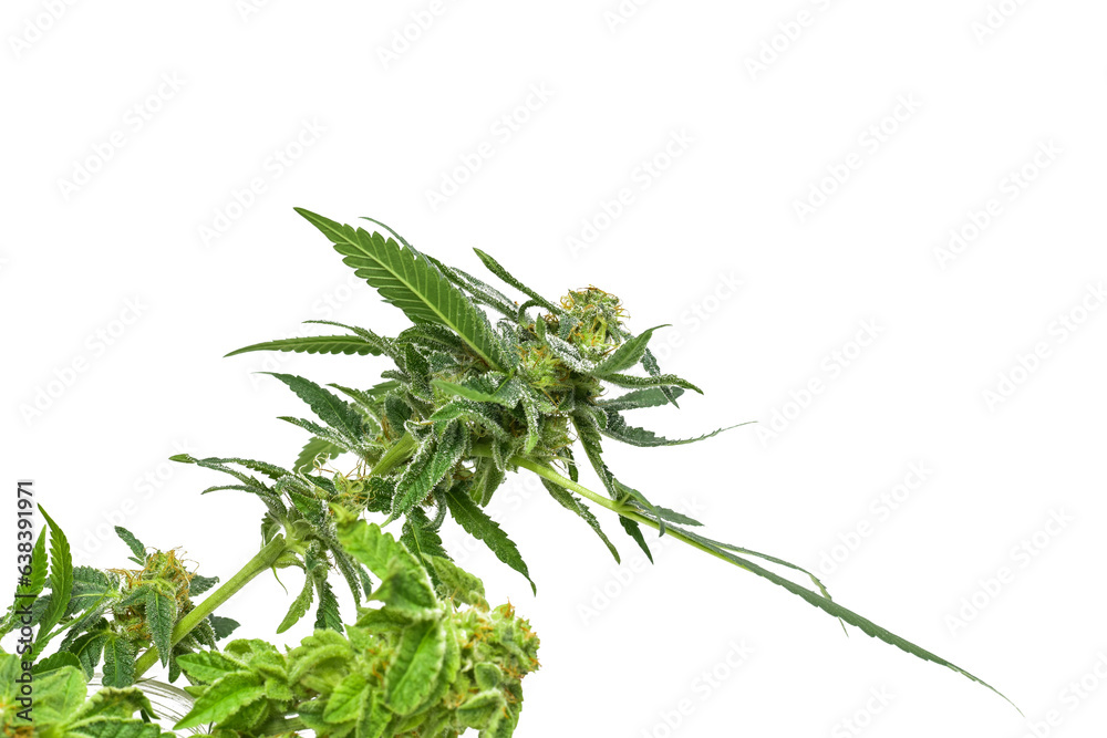 Marijuana leaf and green marijuana flower on transparent background ...