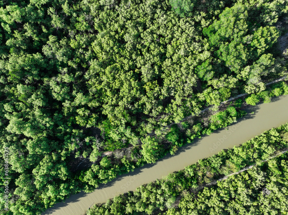 Green mangrove forest with canal of sea water. Mangrove ecosystem ...