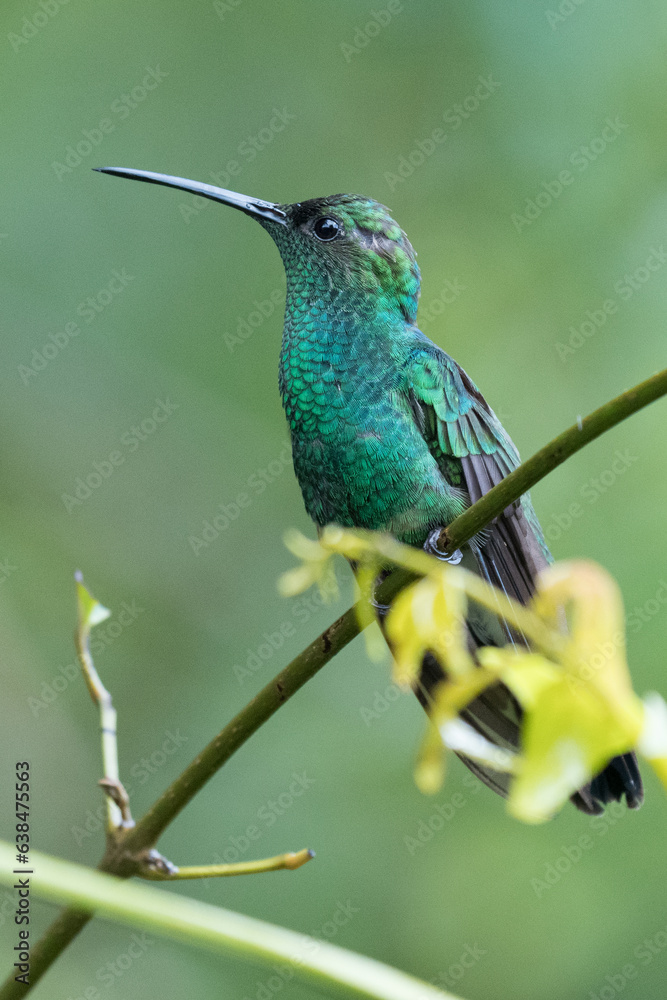 Green Hermit, Phaethornis guy, rare hummingbird from Costa Rica, green ...