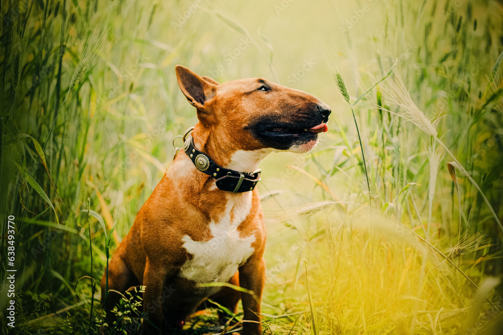 A charming ginger bull terrier sitting amid the wheat shafts in a ...