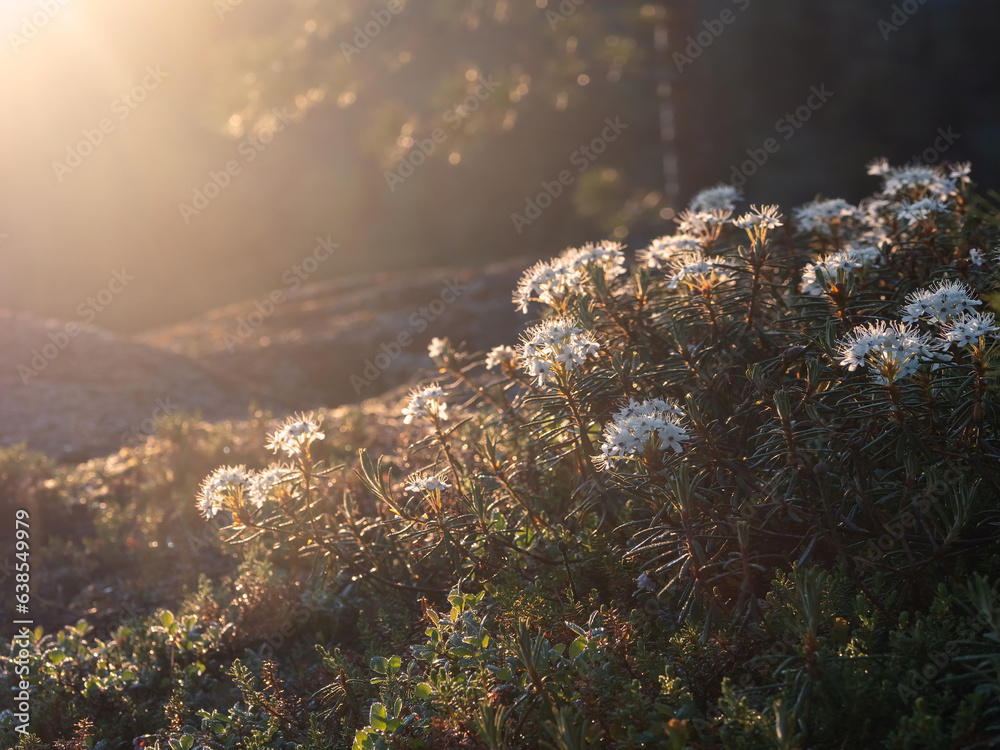 Nature sunset lawn backdrop. Beautiful summer meadow with wild flowers ...